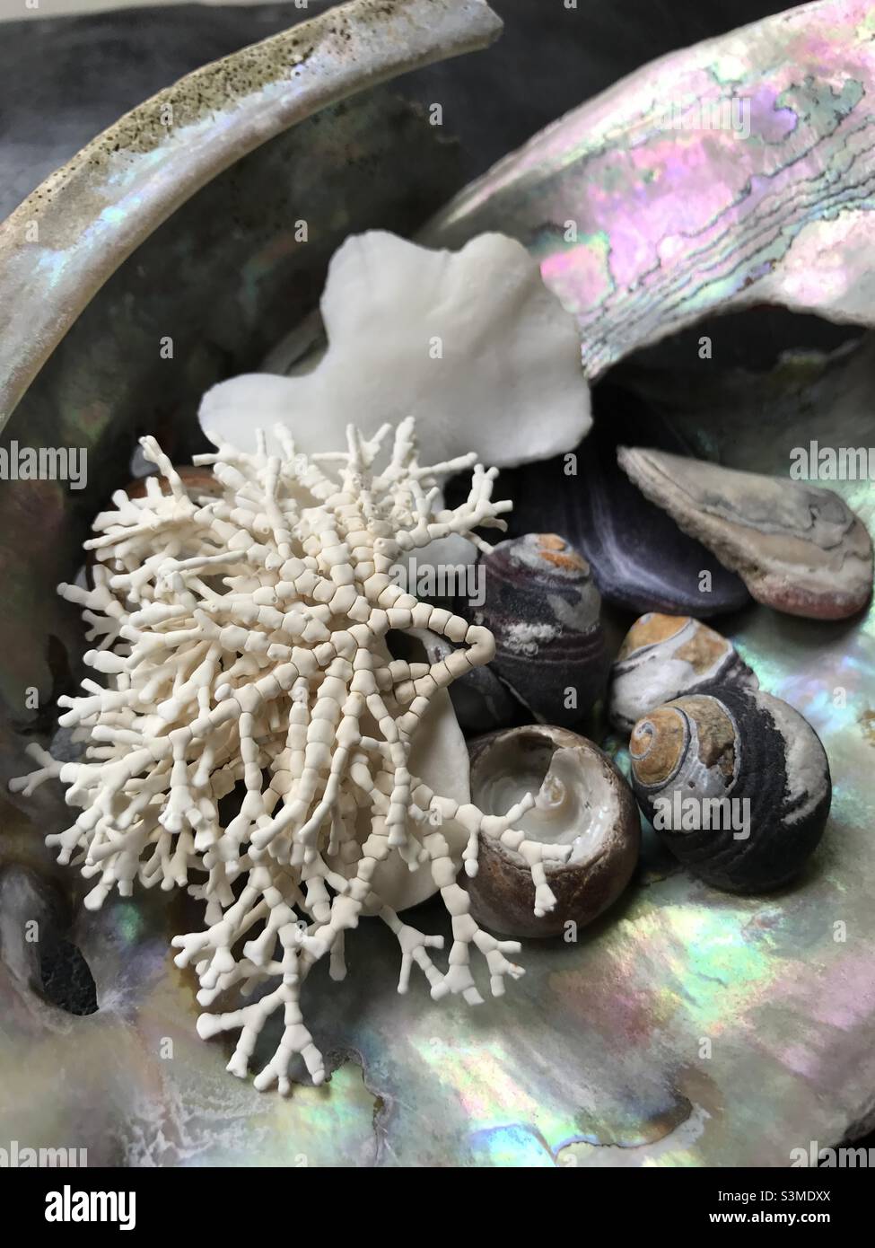 Abalone shell beach hi-res stock photography and images - Alamy