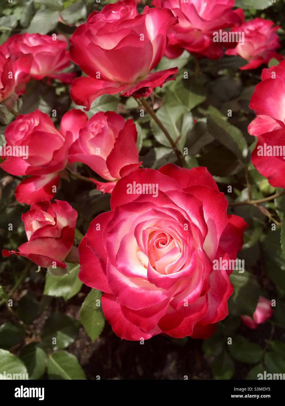 Pink white roses hi-res stock photography and images - Alamy