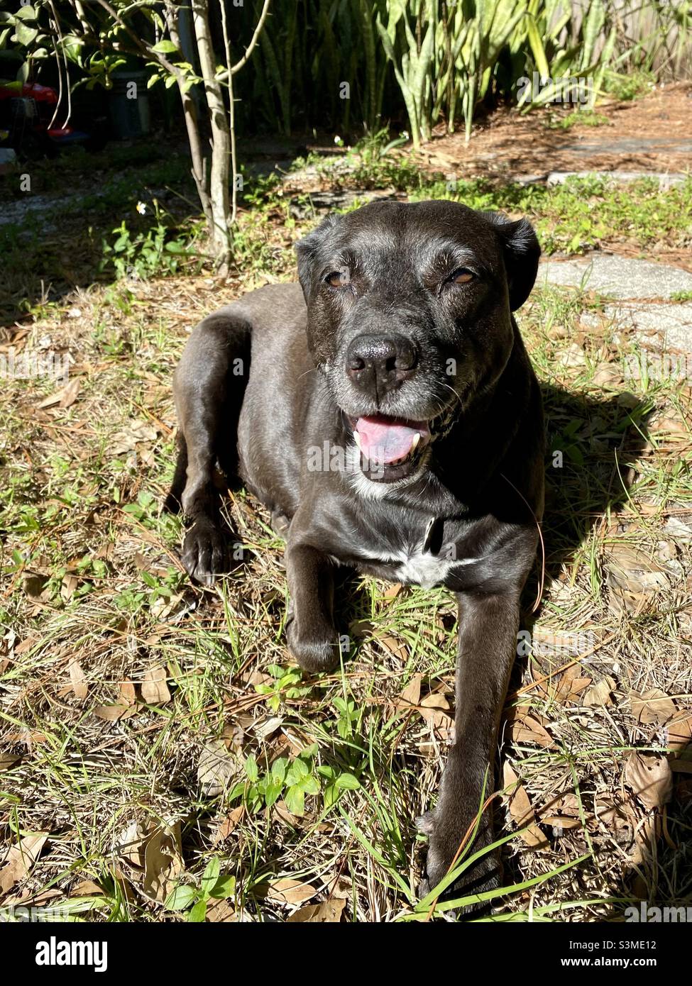Dog laying in sun hi-res stock photography and images - Alamy