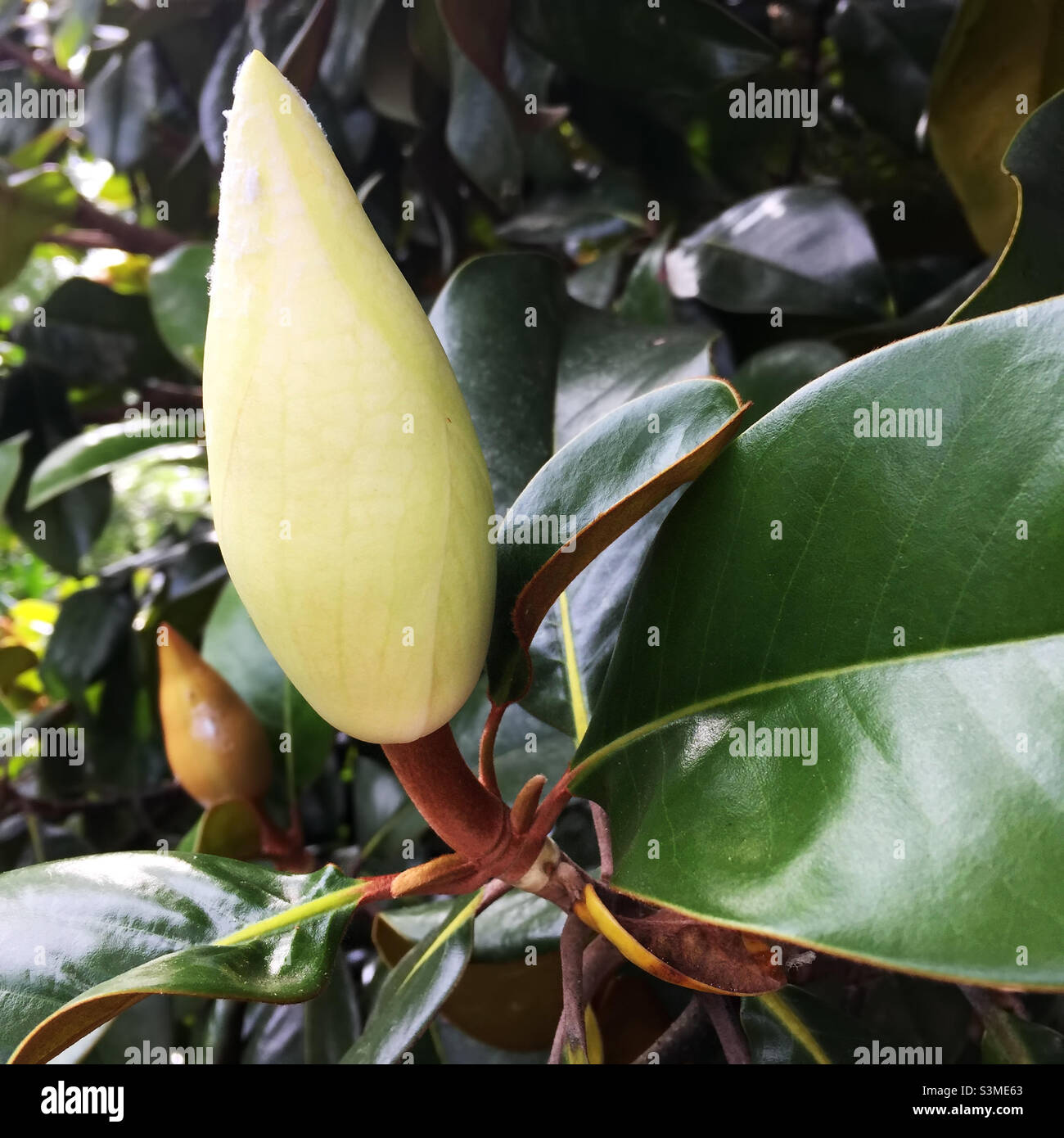 One big southern magnolia tree flower bud Stock Photo - Alamy