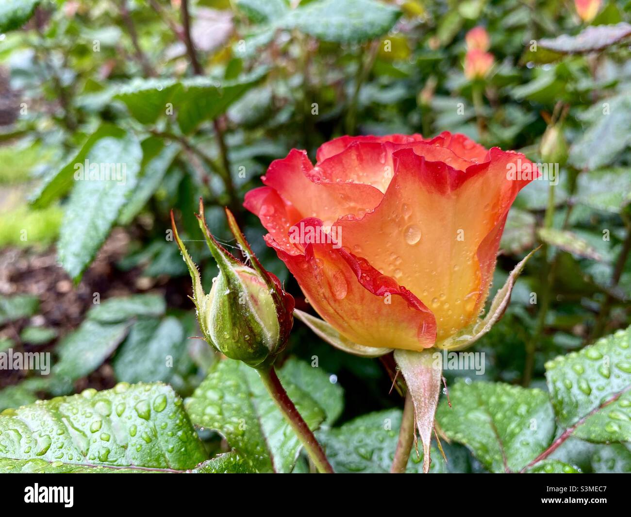 Rain on plants hi-res stock photography and images - Alamy