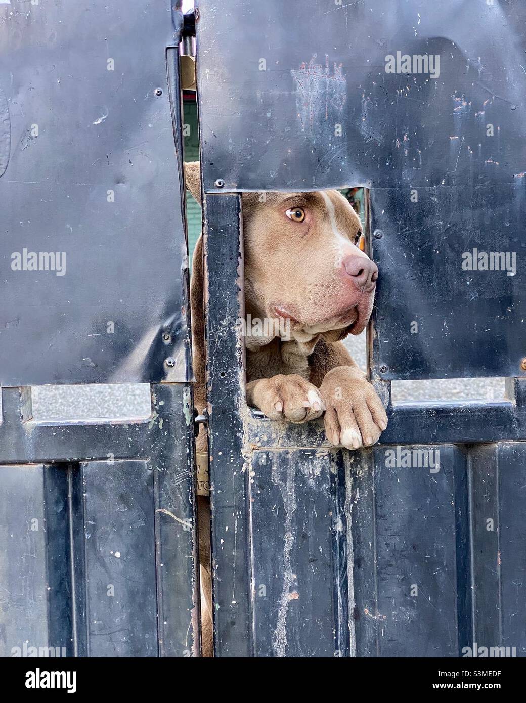Dog peeping through a hole hi-res stock photography and images - Alamy