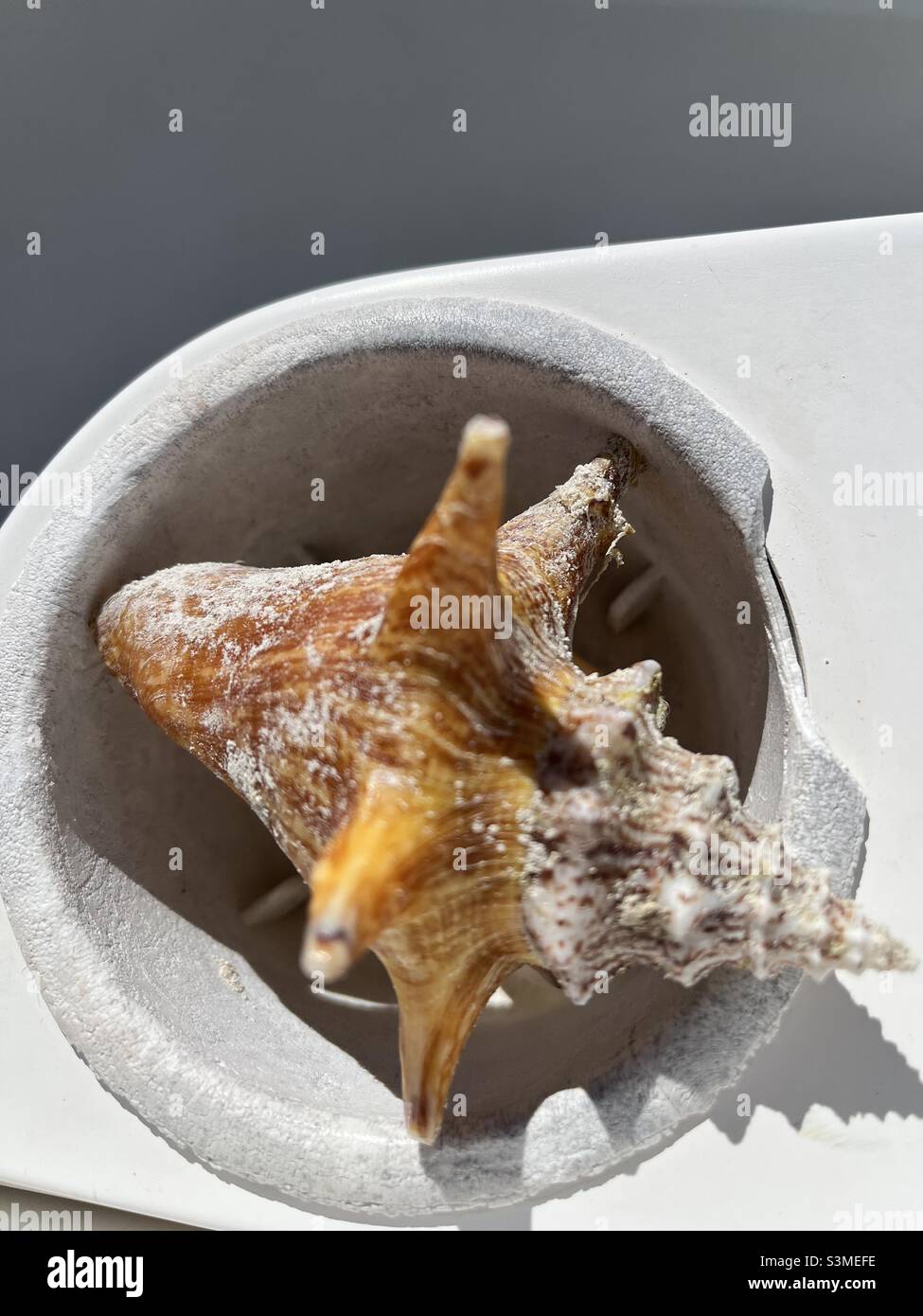 Coach shell hi-res stock photography and images - Alamy