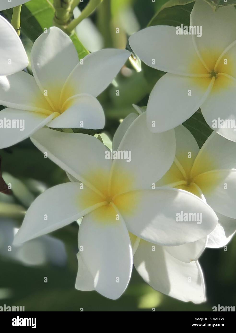 Pretty in Punta Cana Paradise Stock Photo - Alamy