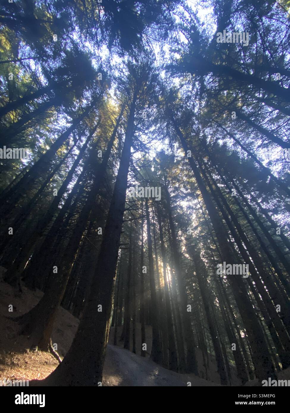 Canopy view hi-res stock photography and images - Alamy