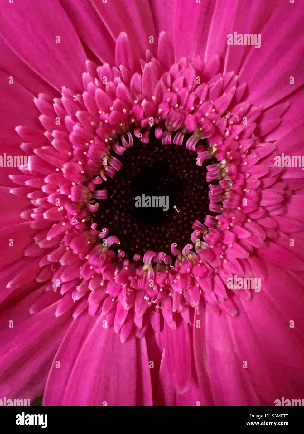 Receptacle of the flower hi-res stock photography and images - Alamy