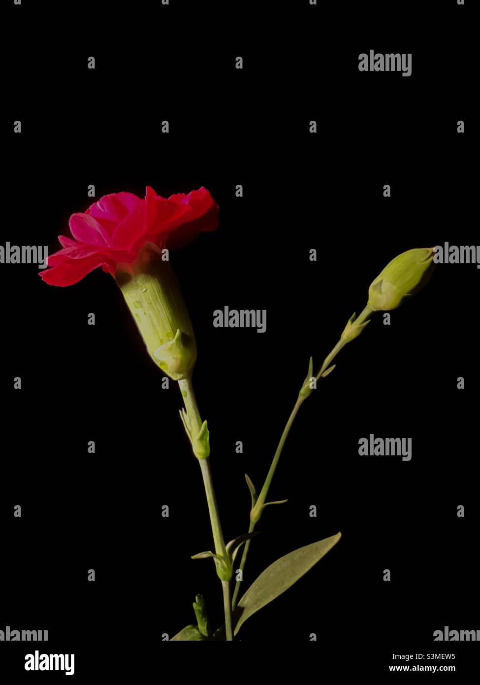 Photograph of flower High Resolution Stock Photography and Images - Alamy