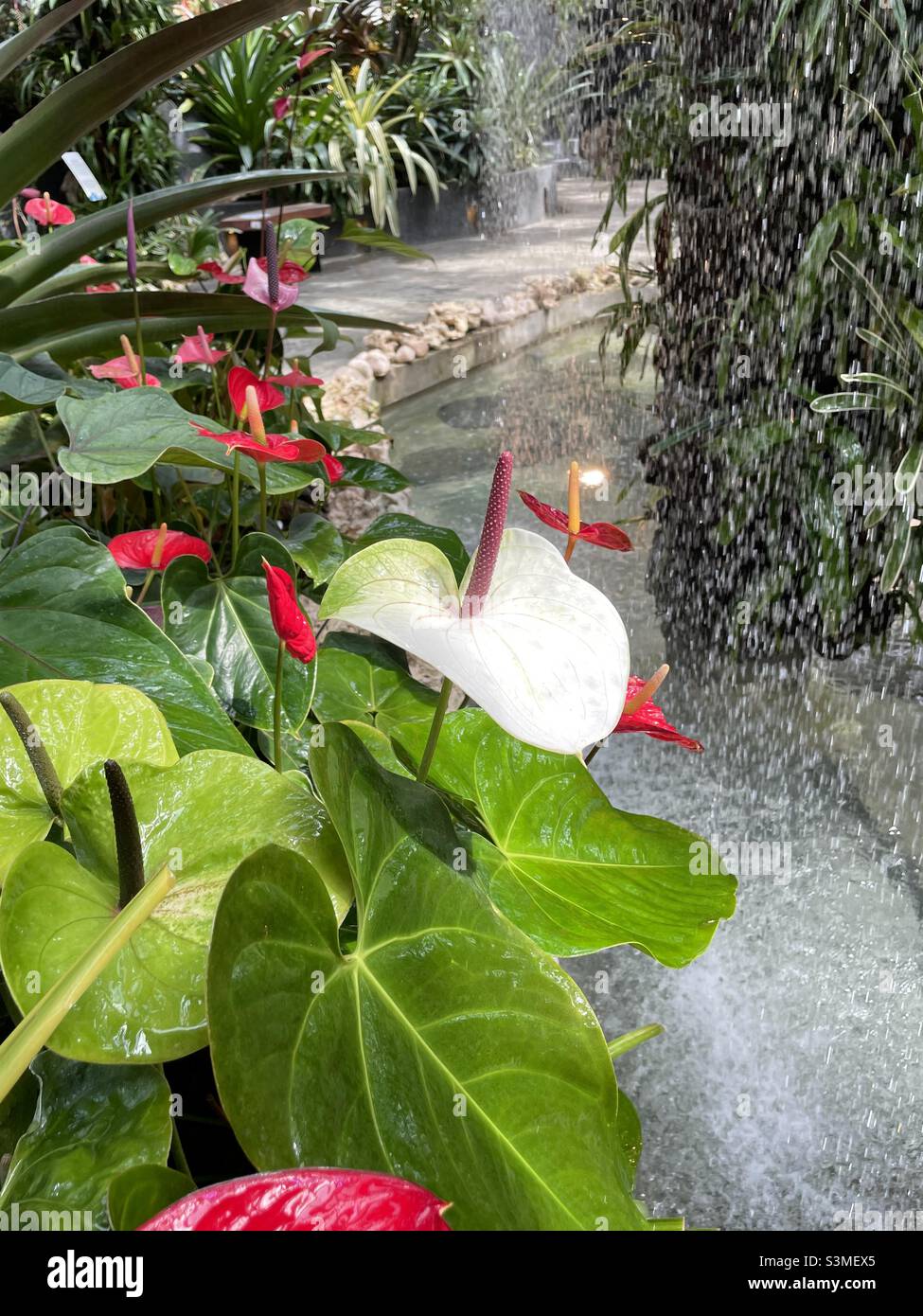 White anthurium plant stalk Stock Photo - Alamy