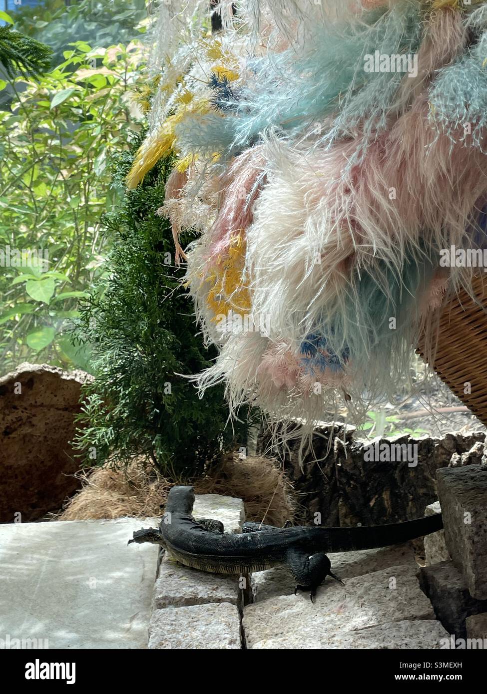 Monitor lizard with feathers back Stock Photo - Alamy