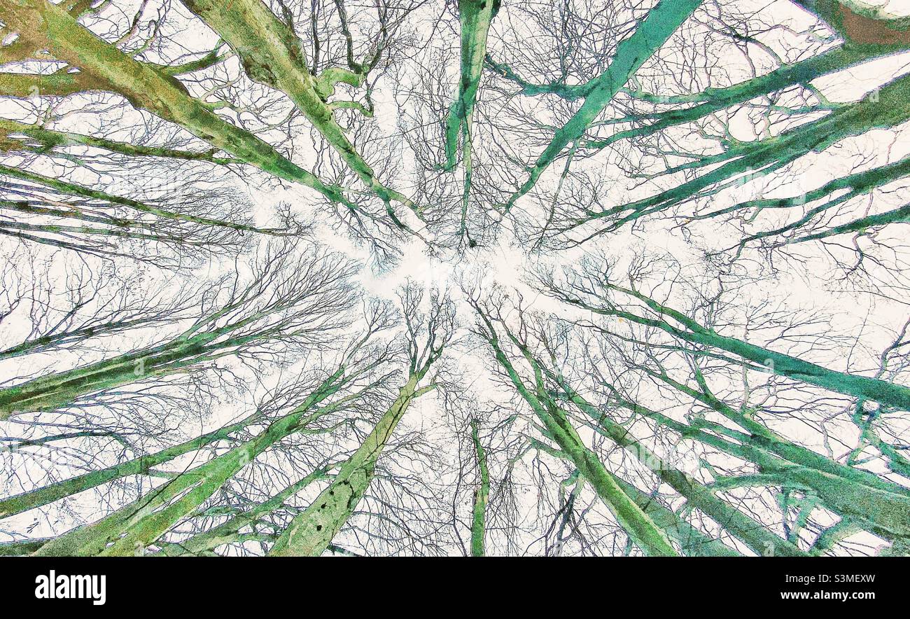 Trees perspective hi-res stock photography and images - Alamy