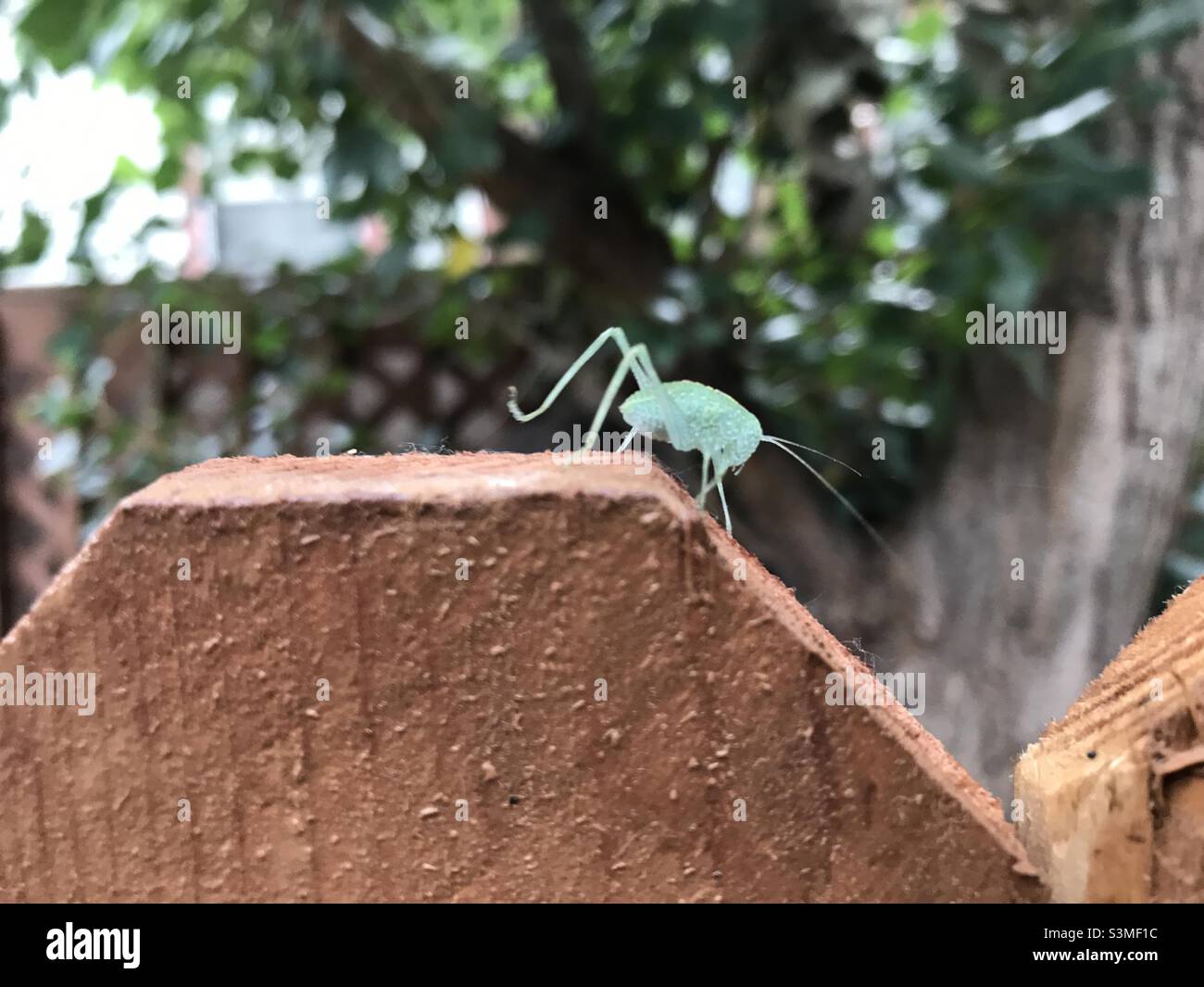 Weird bug hi-res stock photography and images - Alamy
