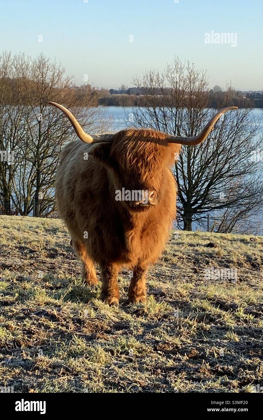Highland Cow, “Hairy Coo”, in a field at Alton Water reservoir in ...