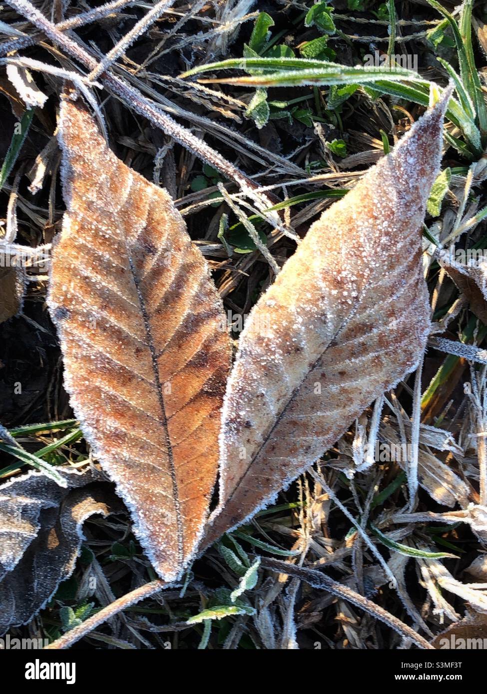 Frosted leaves on cold ground Stock Photo - Alamy