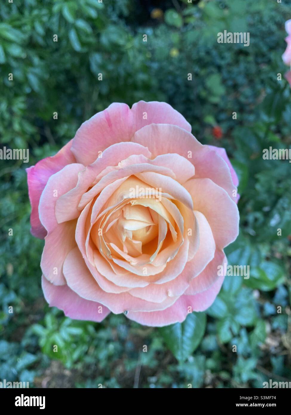 Rose garden bride hi-res stock photography and images - Alamy