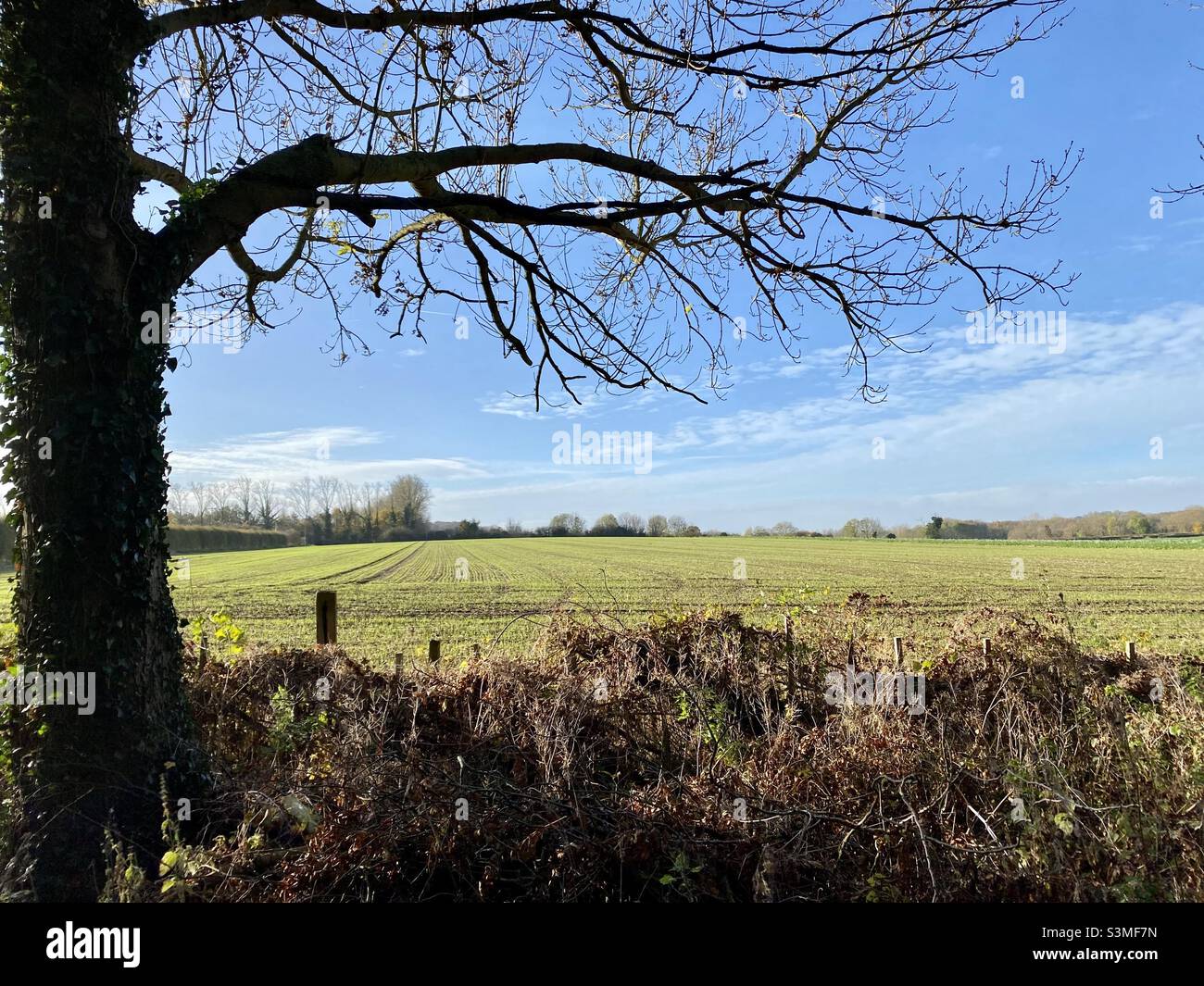 Country walk field trees hi-res stock photography and images - Alamy