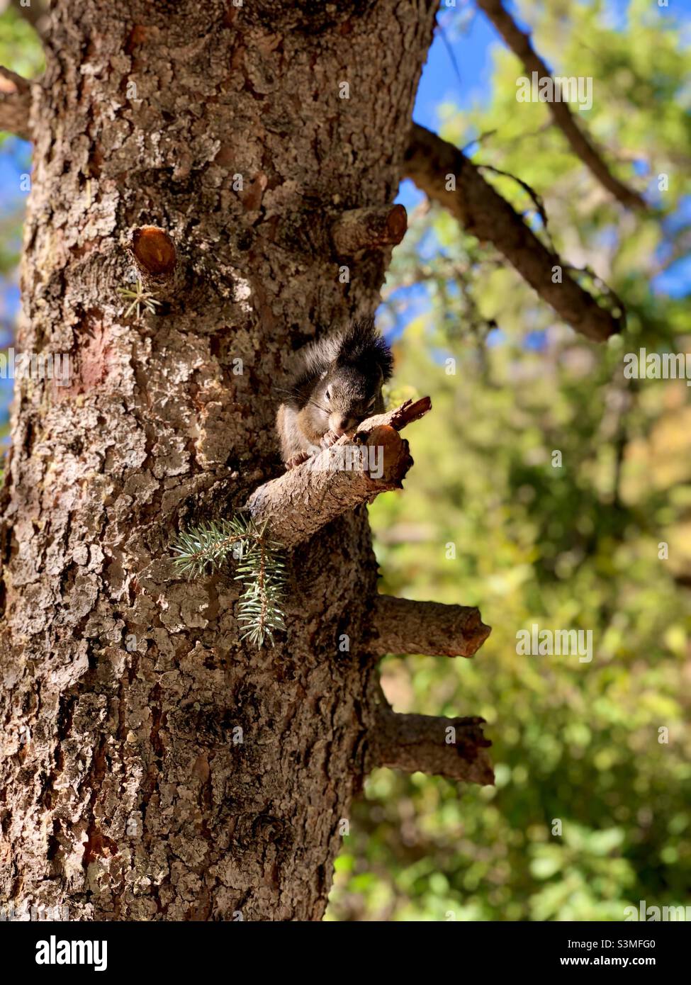 Sleeping squirrel hi-res stock photography and images - Alamy
