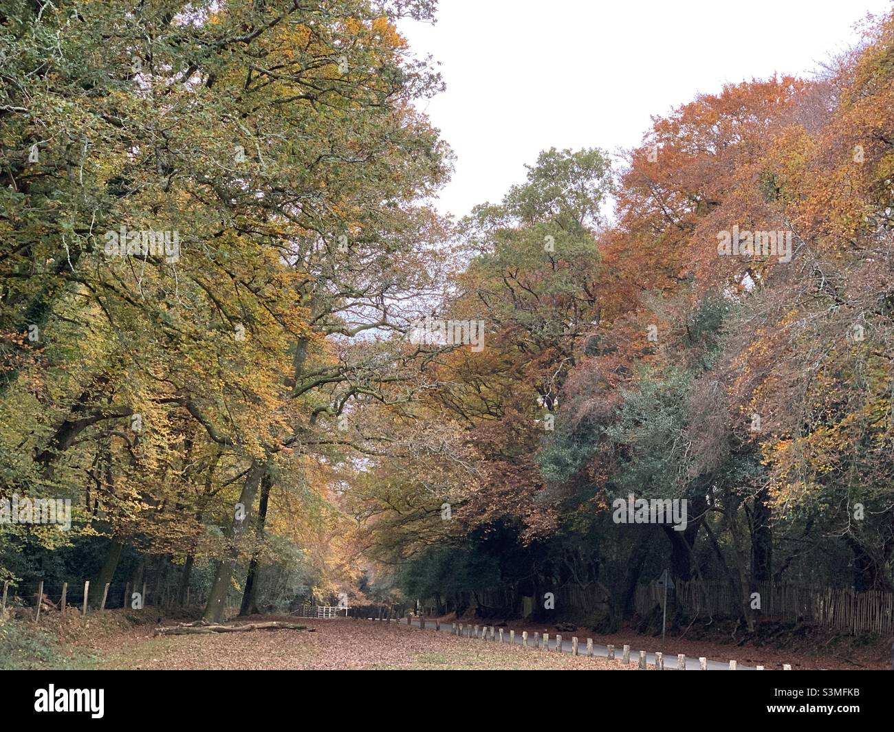 New Forest Autumn 2022 taken in Hale Purlieu area Stock Photo - Alamy