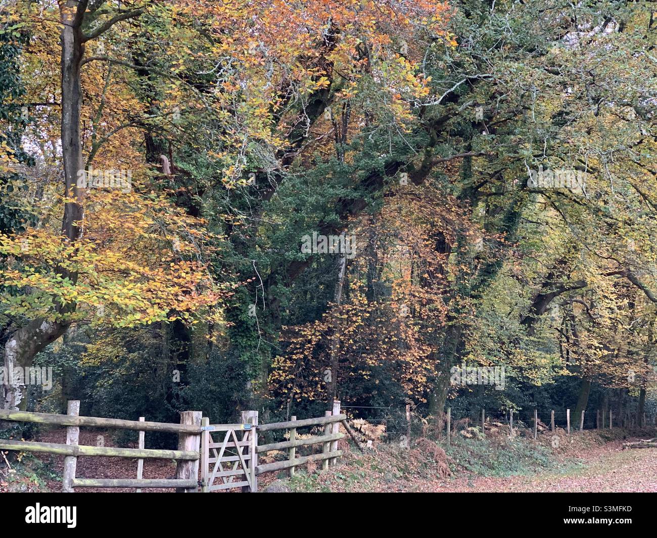 New Forest Autumn 2022 taken in Hale Purlieu area Stock Photo - Alamy