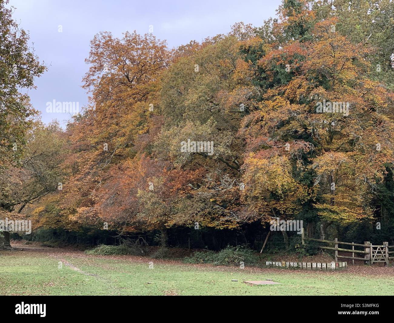 New Forest Autumn 2022 taken in Hale Purlieu area Stock Photo - Alamy
