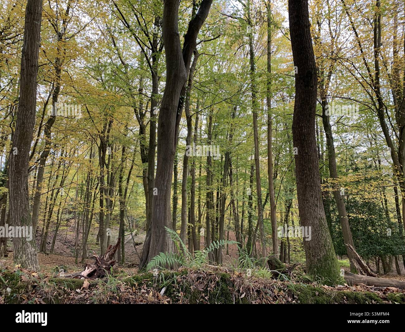 New Forest Autumn 2022 taken in Hale Purlieu area Stock Photo - Alamy