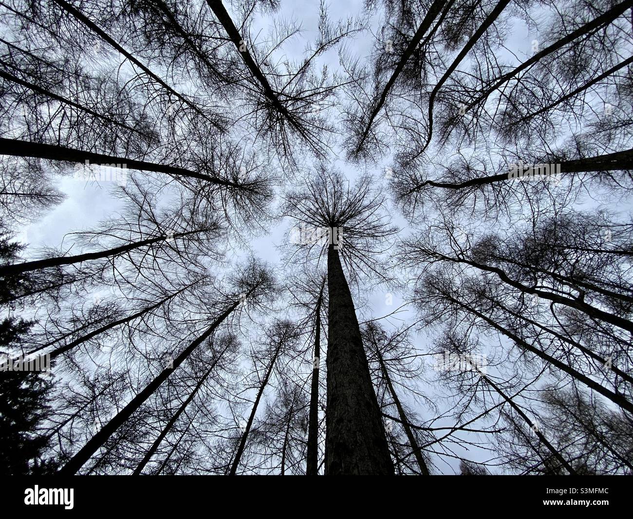 Trees from below Stock Photo - Alamy