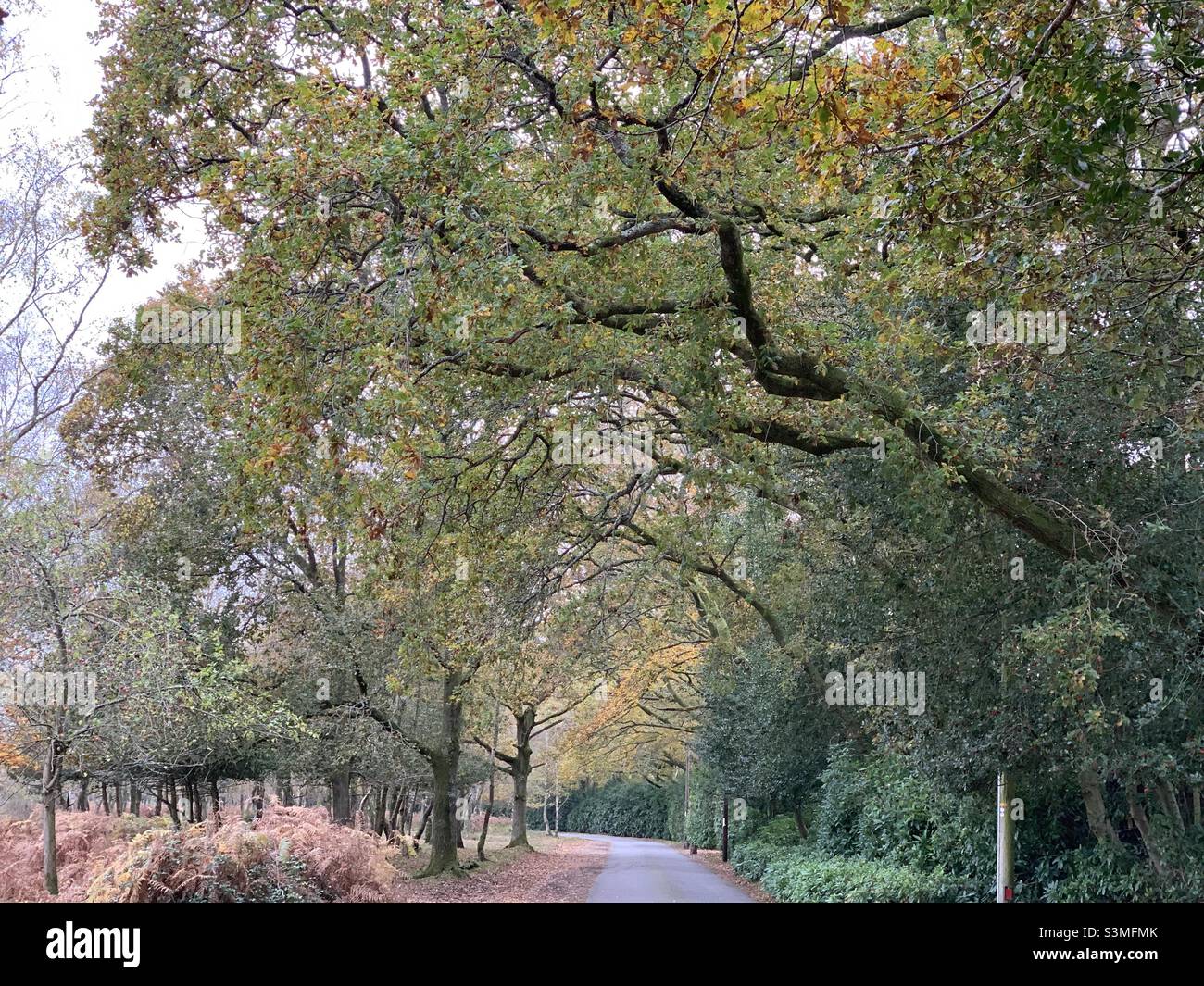 New Forest Autumn 2021, Hale Purlieu area Stock Photo - Alamy
