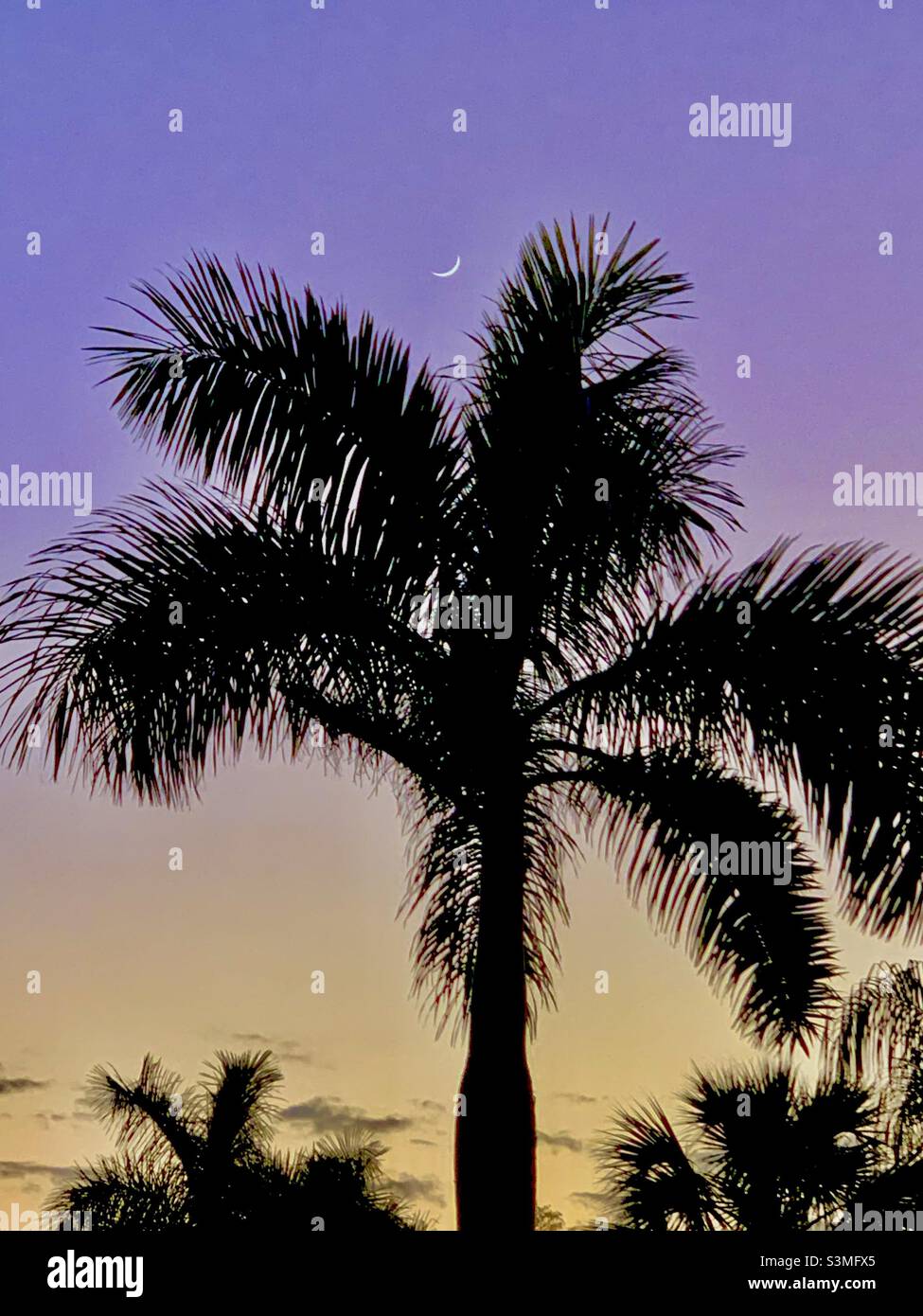 Moon Palm Tree High Resolution Stock Photography and Images - Alamy