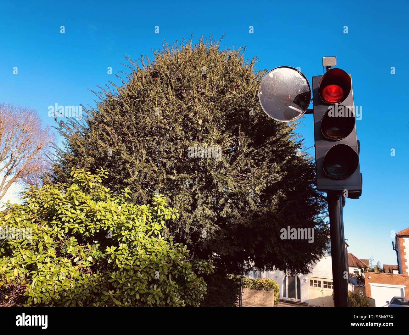 Red traffic light next to trees on a bright day with blue clear sky ...