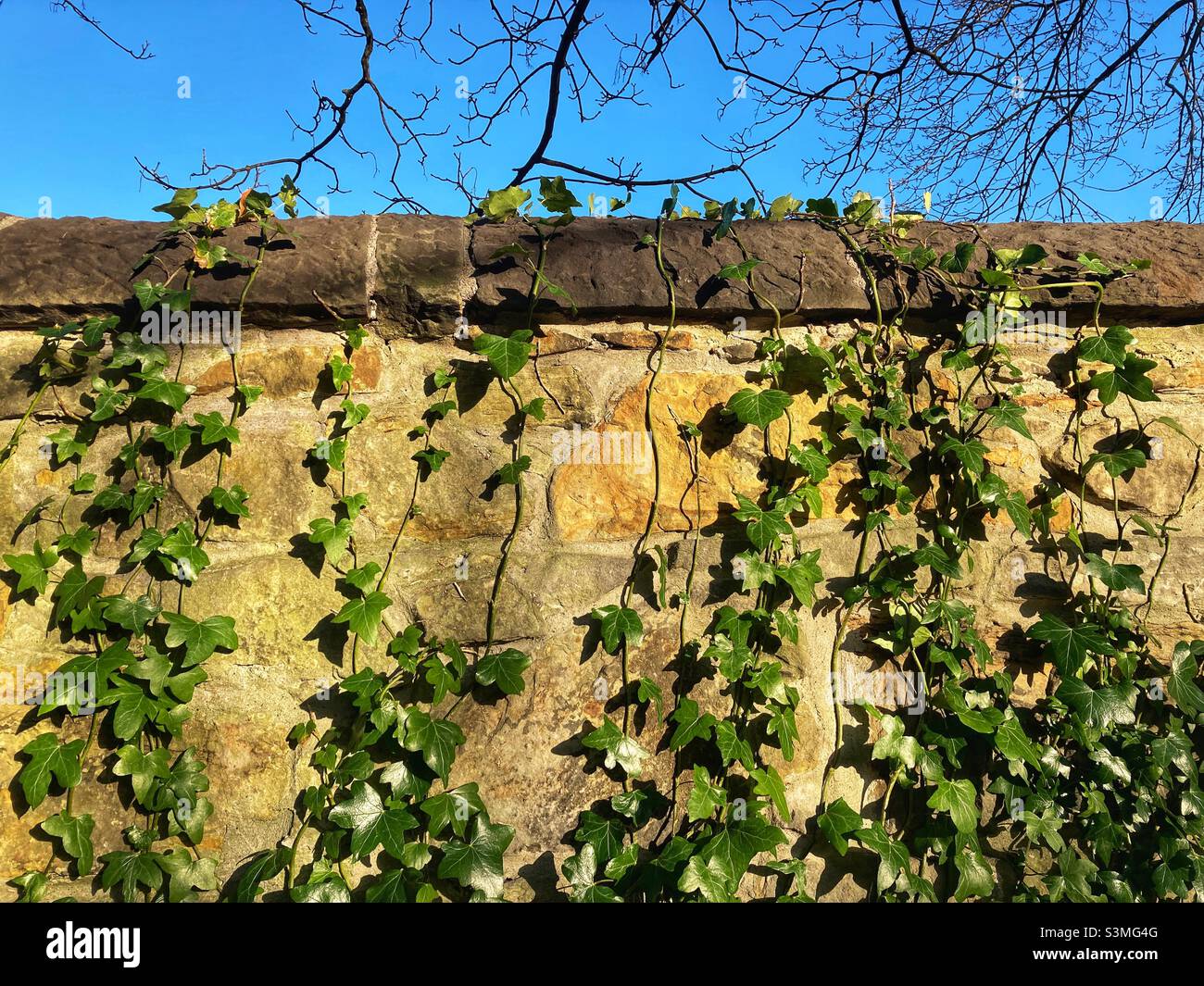 Species of ivy hi-res stock photography and images - Alamy