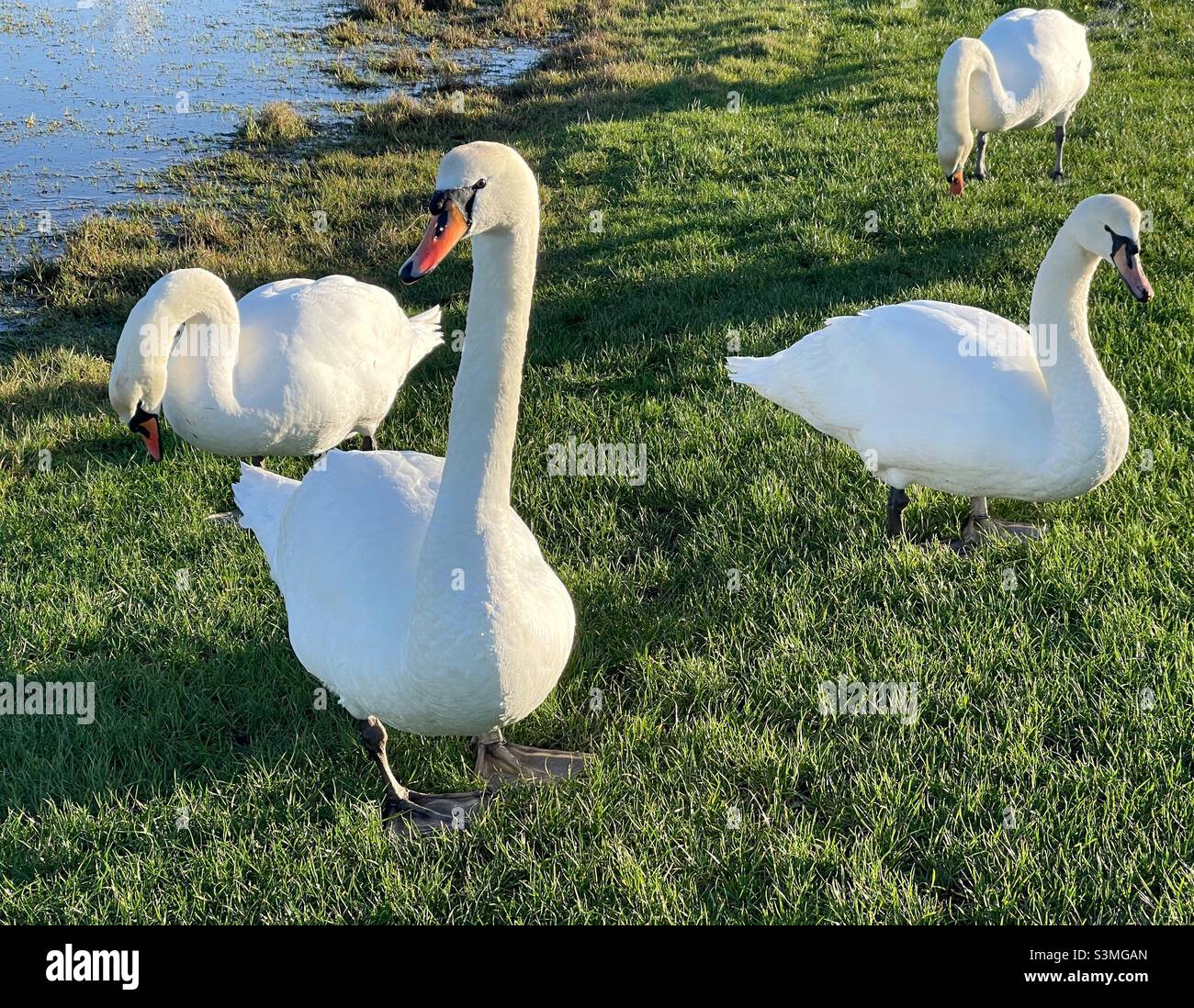 Four swans hi-res stock photography and images - Alamy