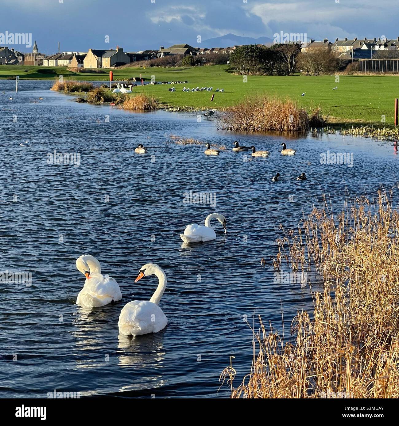 Scottish wildlife ducks hi-res stock photography and images - Alamy
