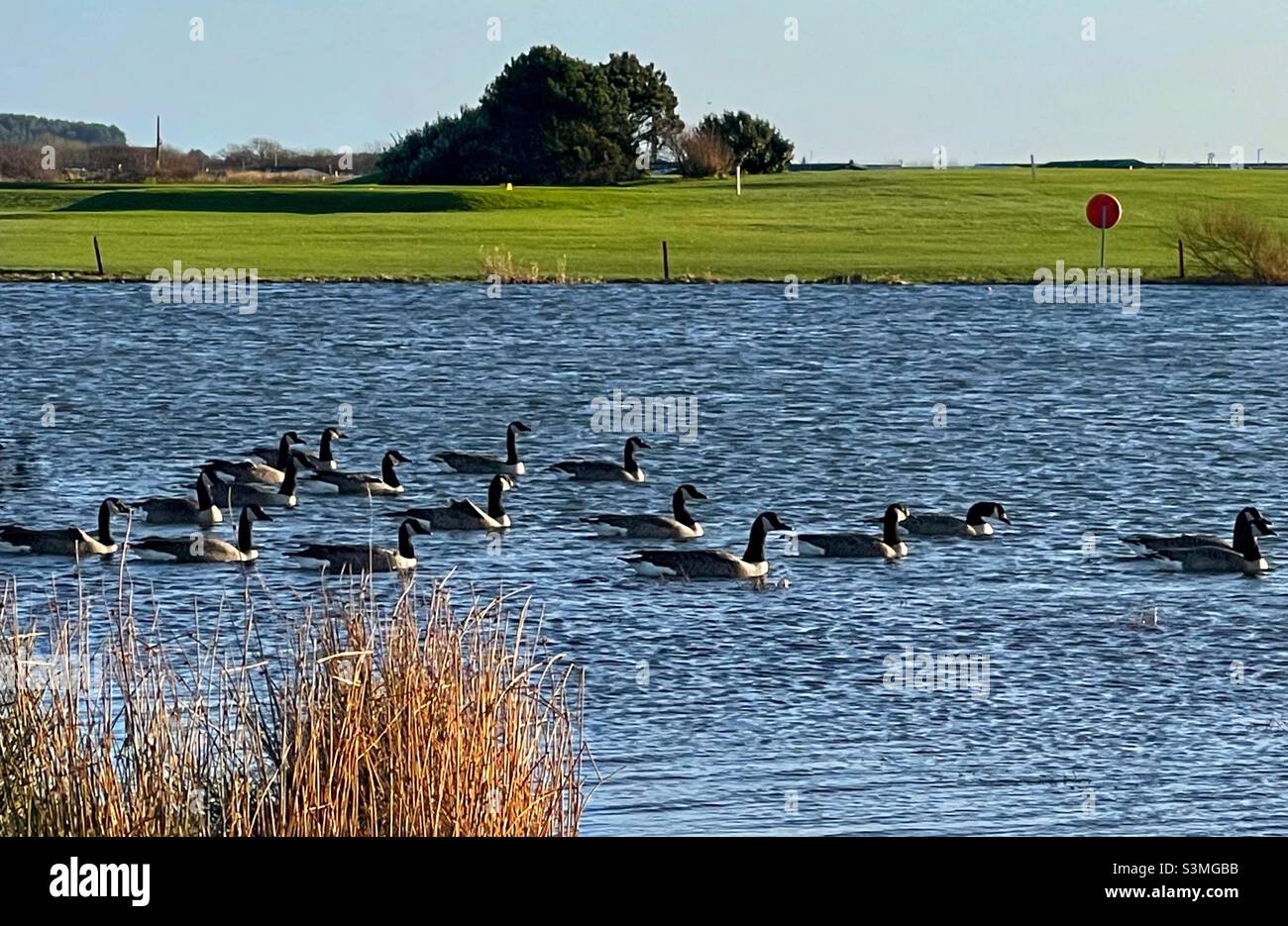 Scottish geese hi-res stock photography and images - Alamy