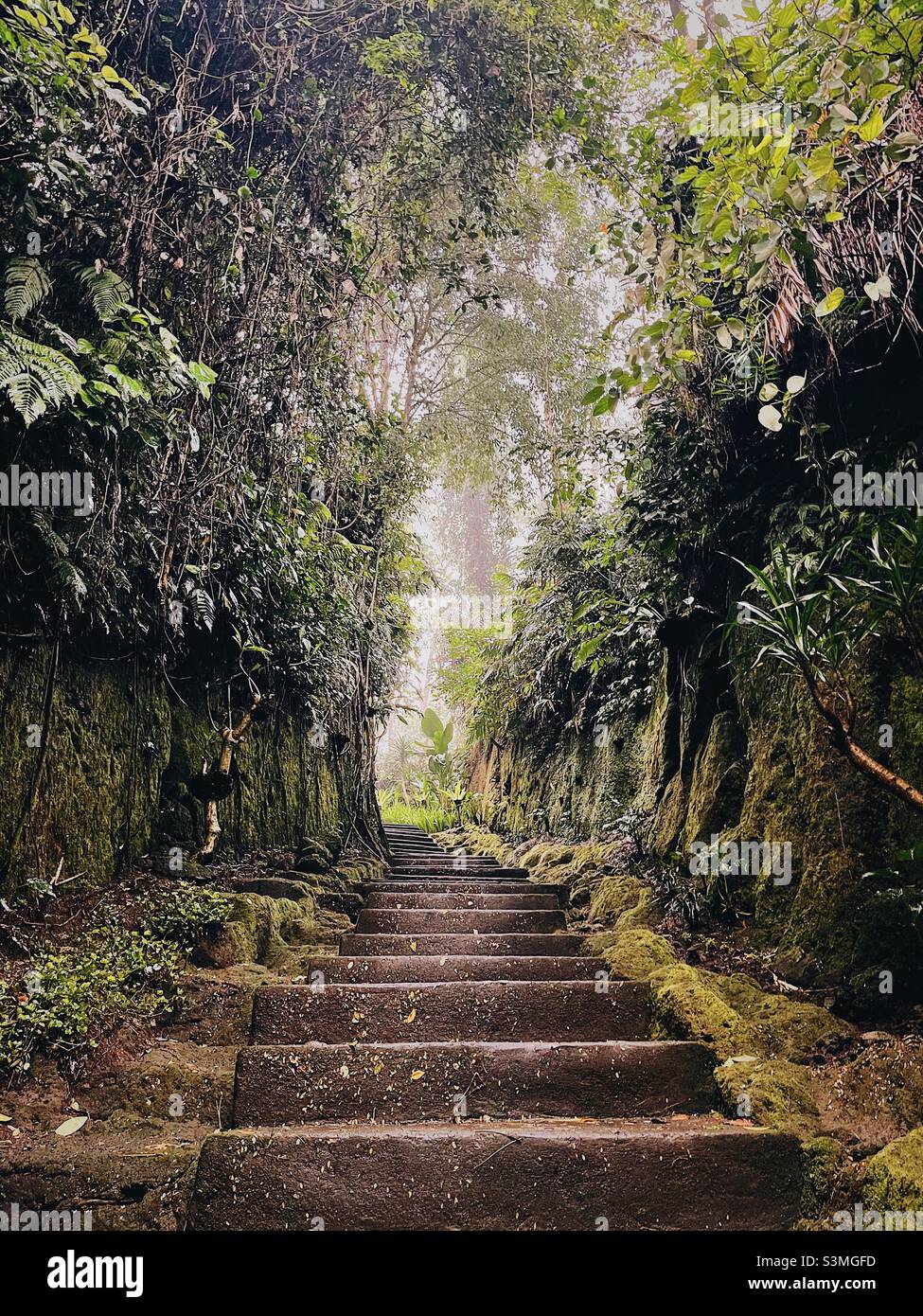 Jungle stairs hi-res stock photography and images - Alamy