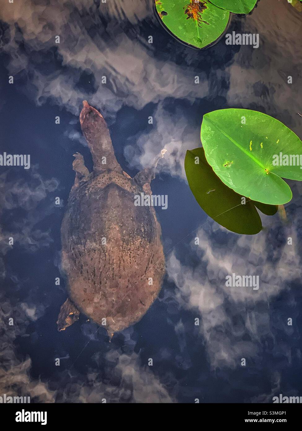 Tortoise water reflection hi-res stock photography and images - Alamy