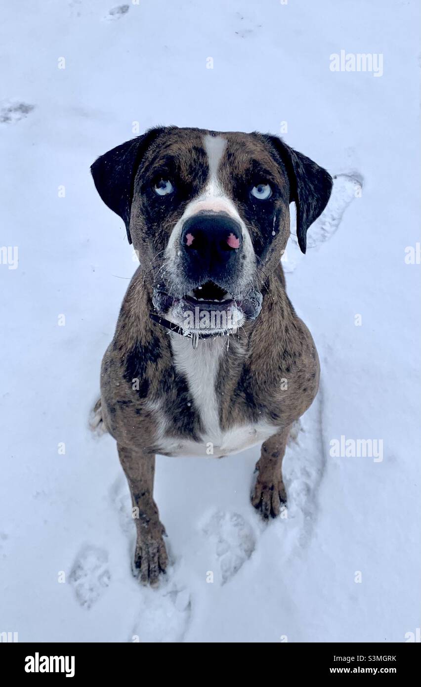 Catahoula Leopard Dog Boxer Mix