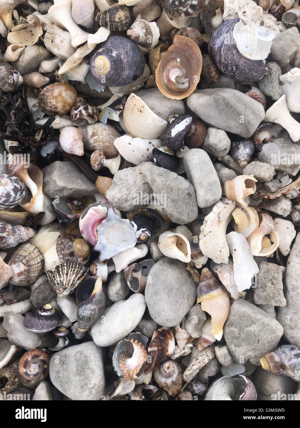 Ocean sea shells hi-res stock photography and images - Alamy