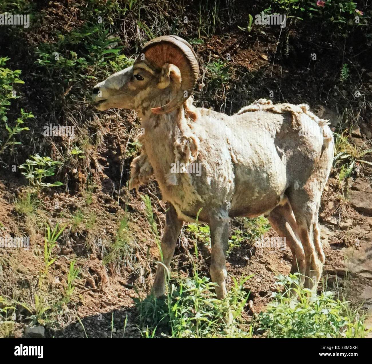 Bighorn sheep, moulting, largest wild sheep in North America, shedding ...