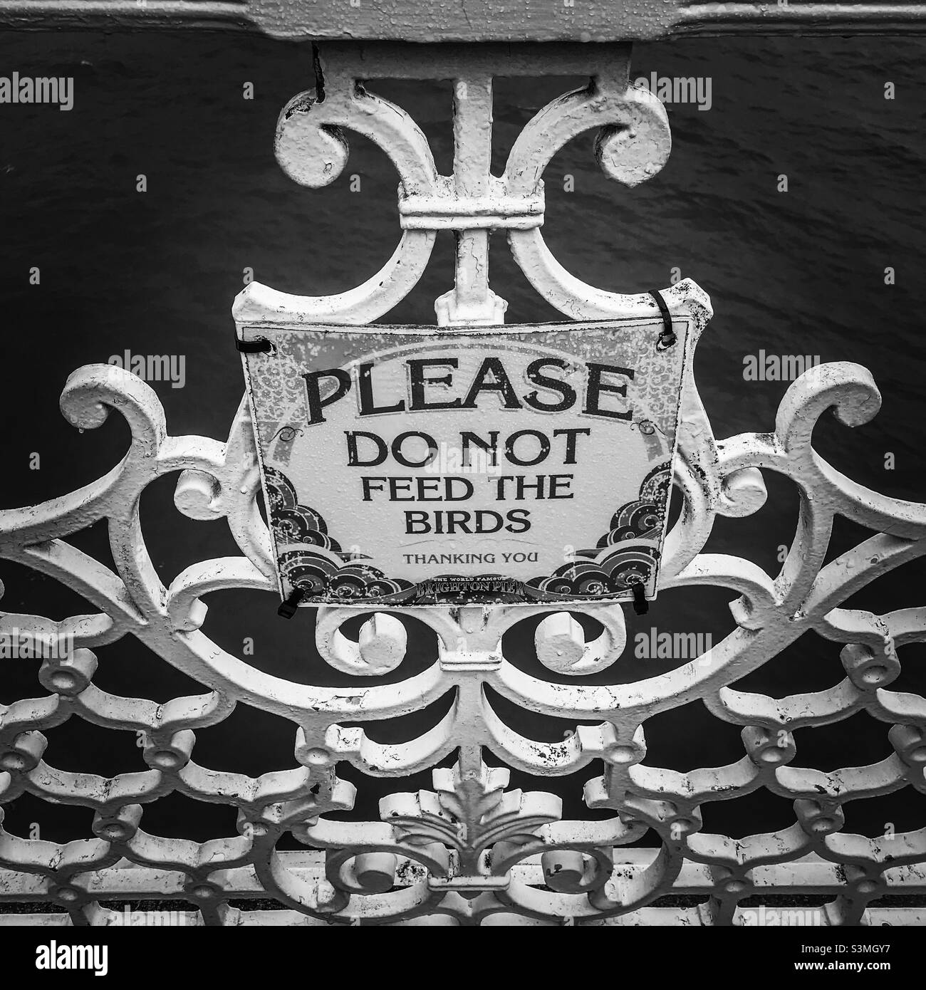 Birds of brighton hi-res stock photography and images - Alamy