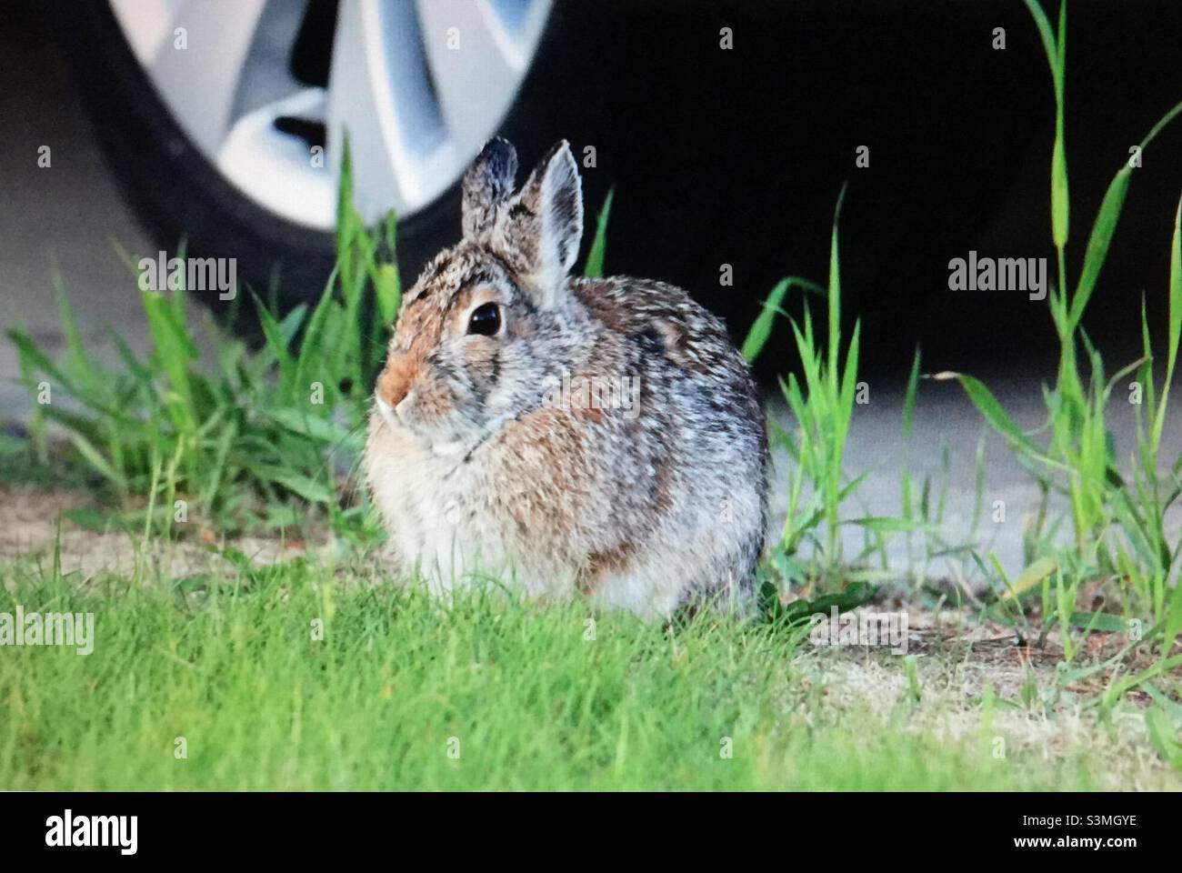 white-tailed jackrabbit,(Lepus townsendii), prairie hare,white jack ...