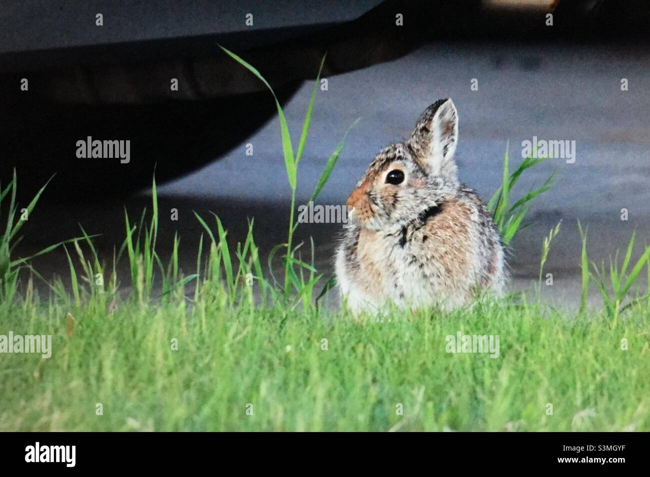 white-tailed jackrabbit,(Lepus townsendii), prairie hare,white jack ...