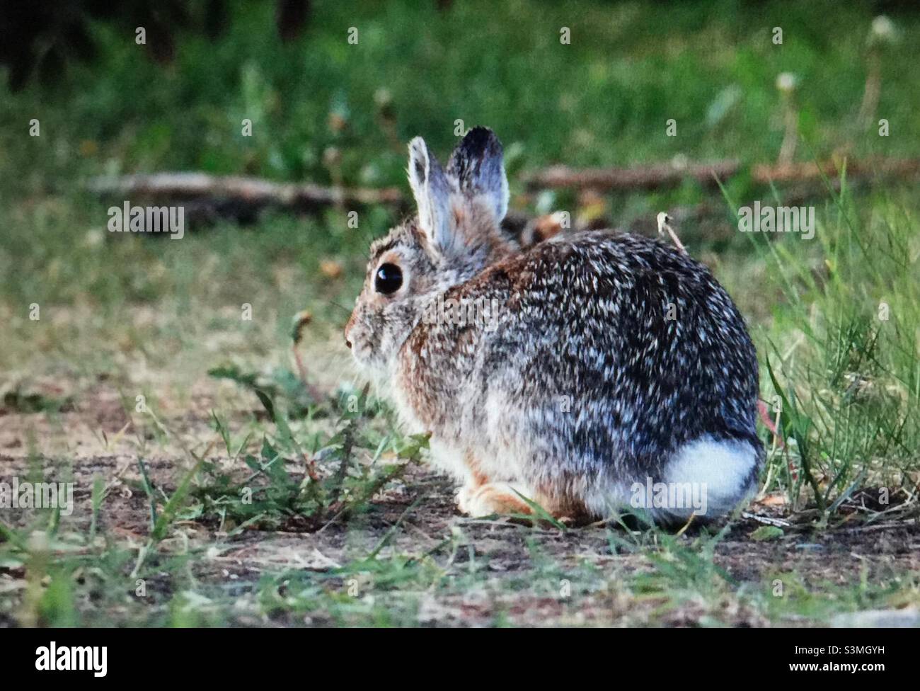 Townsendii hi-res stock photography and images - Alamy