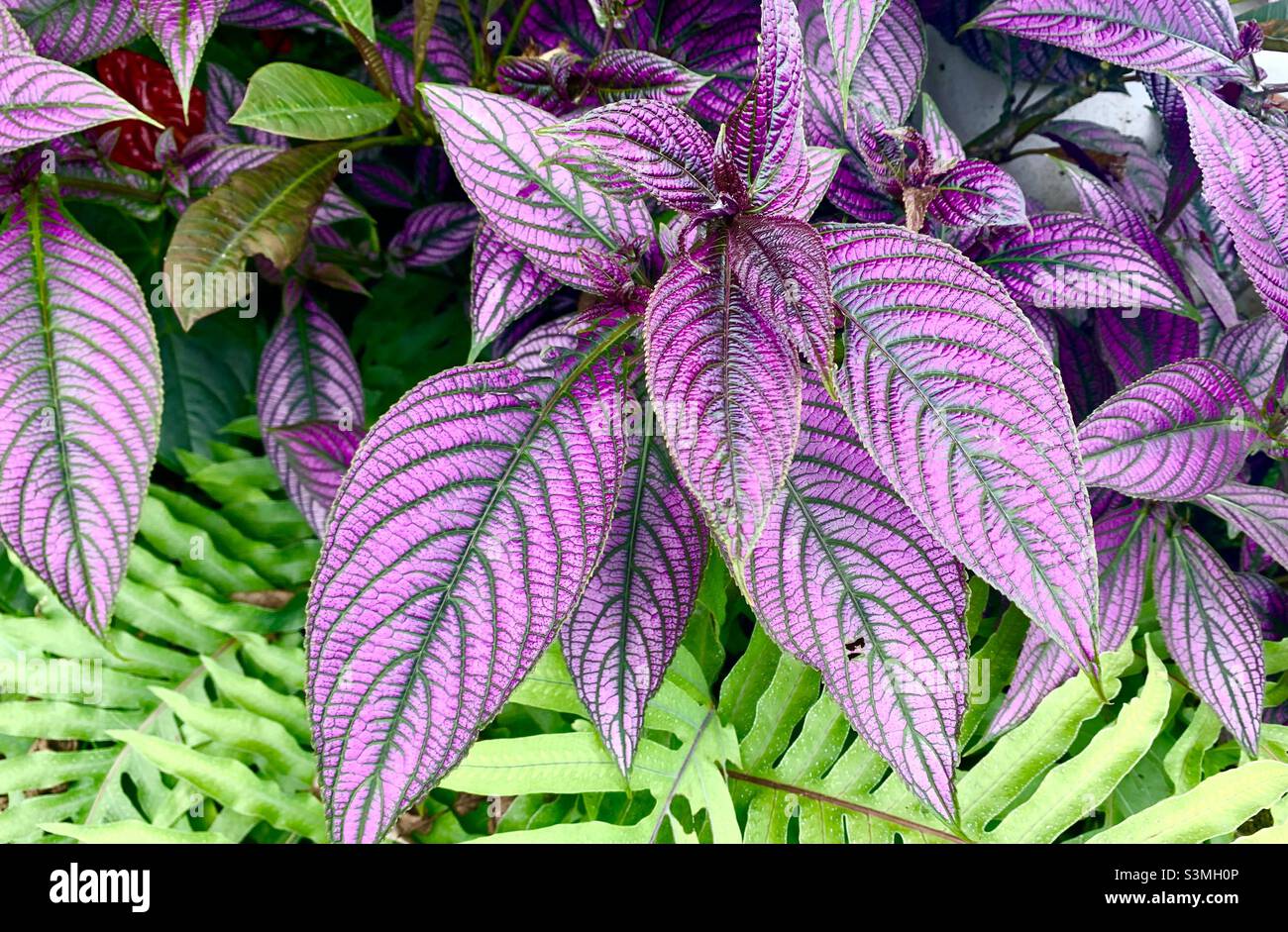Purple hawaii plants hi-res stock photography and images - Alamy