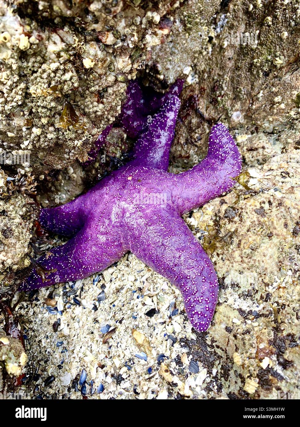 Purple And Pink Starfish