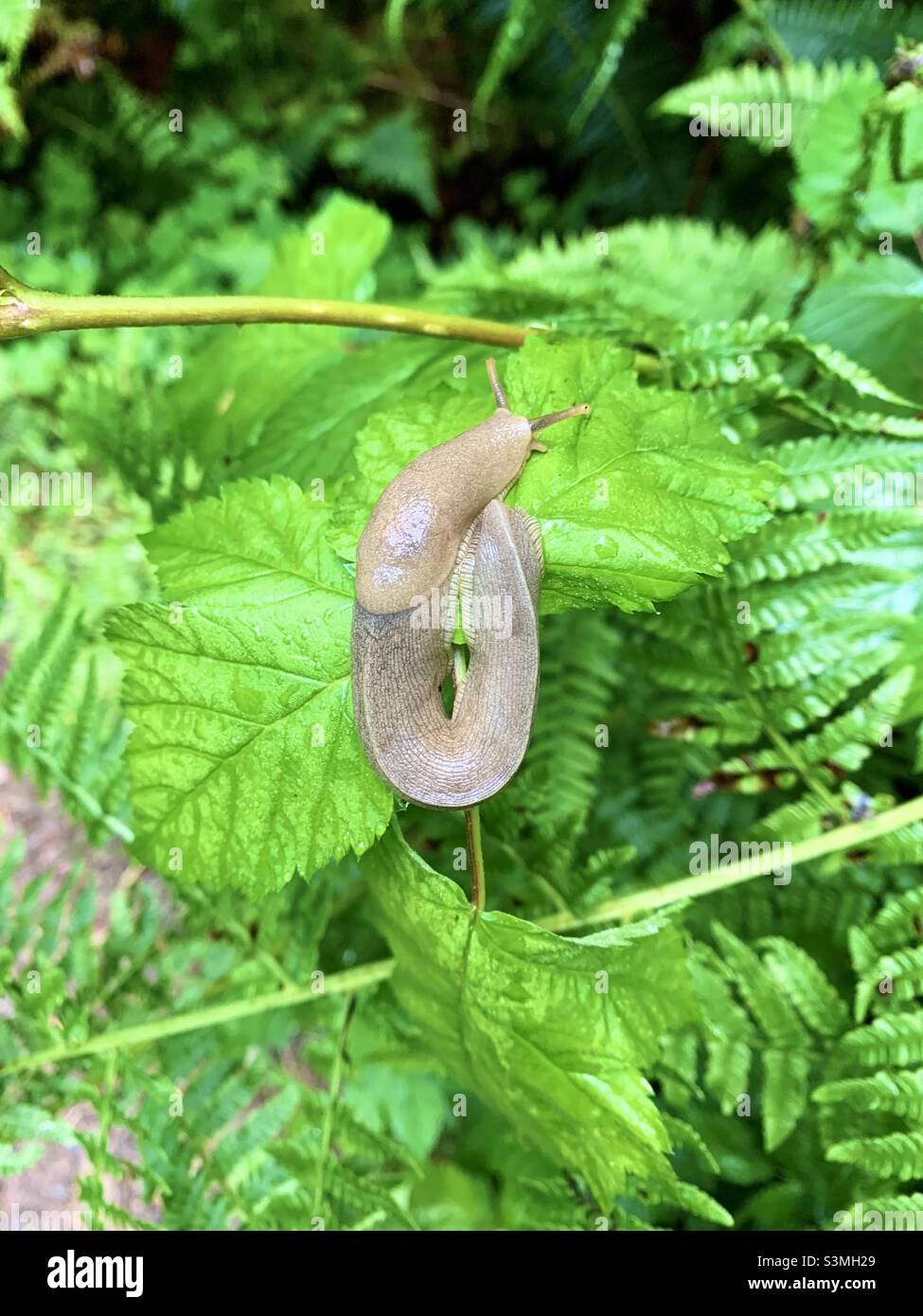 Green slug hi-res stock photography and images - Alamy