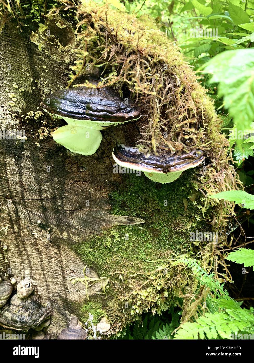Edge of rain forest hi-res stock photography and images - Alamy