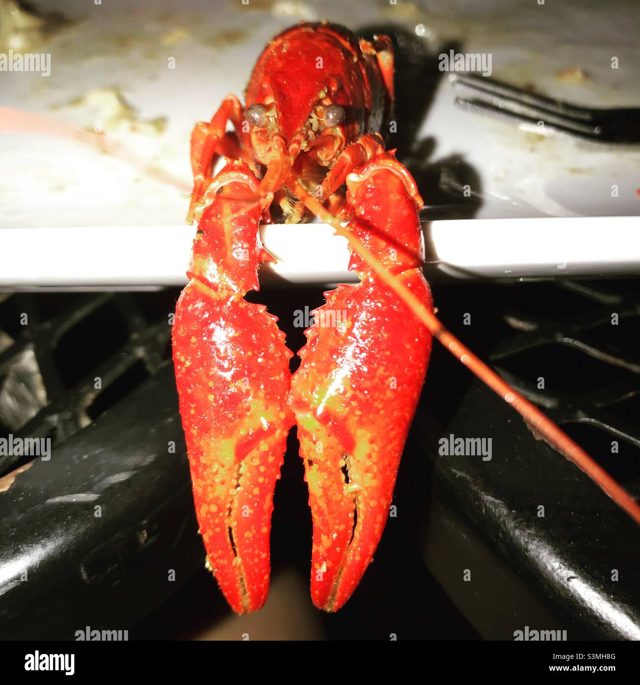 Crawdad hi-res stock photography and images - Alamy