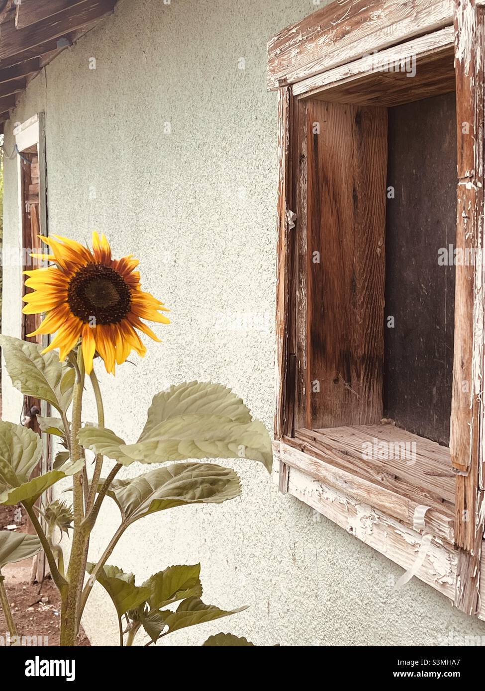 Window sunflower hi-res stock photography and images - Alamy