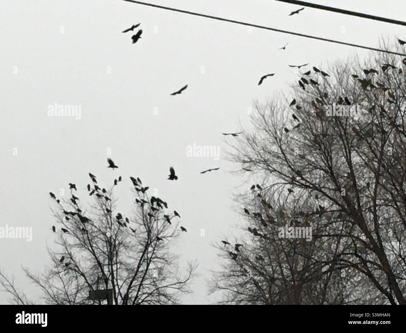 Crows sky hi-res stock photography and images - Alamy
