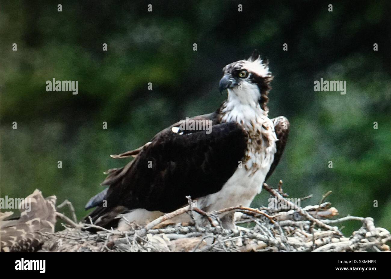 Osprey, Pandion haliaetus, Birds of North America, fish-hawk, Birds of ...