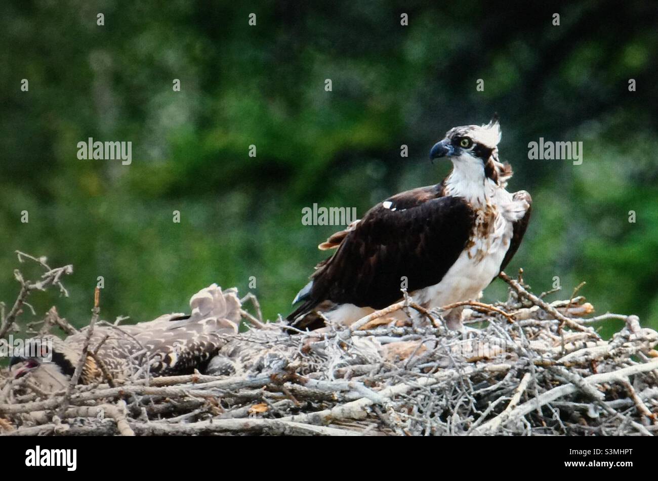 Osprey, Pandion haliaetus, Birds of North America, fish-hawk, Birds of ...